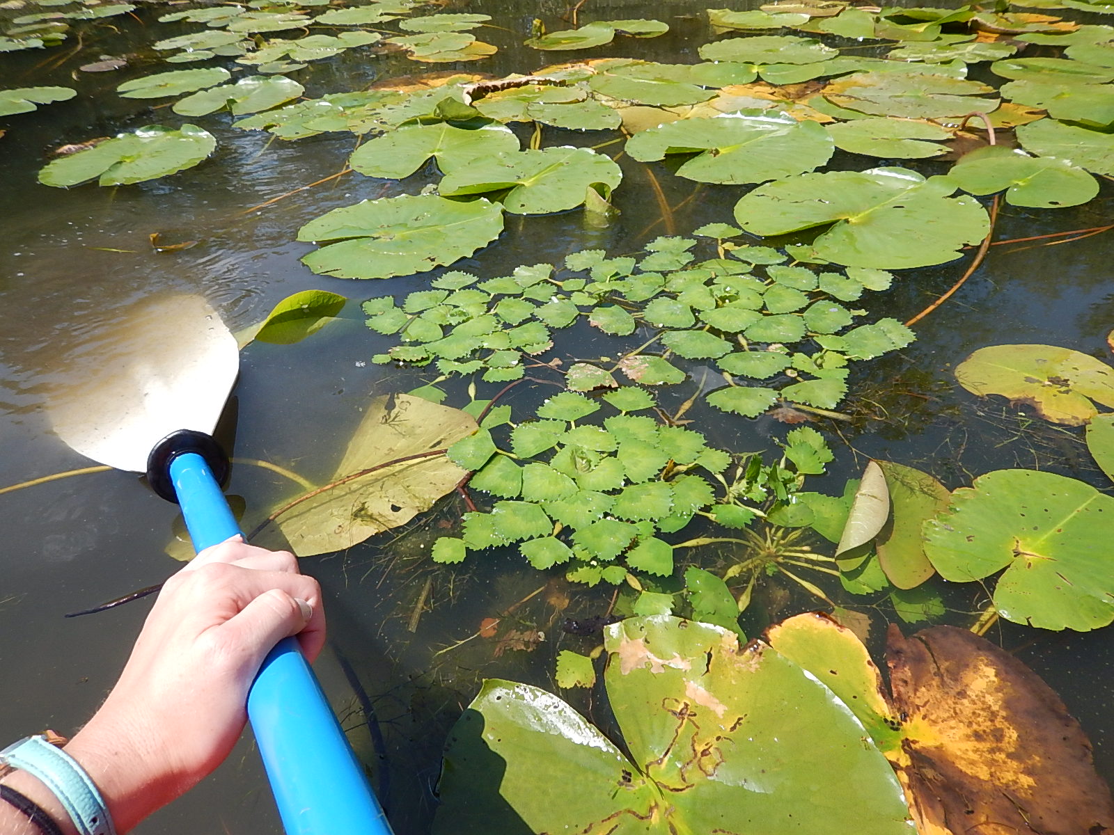 Invasive Species Grant Program Now Open | WNY PRISM