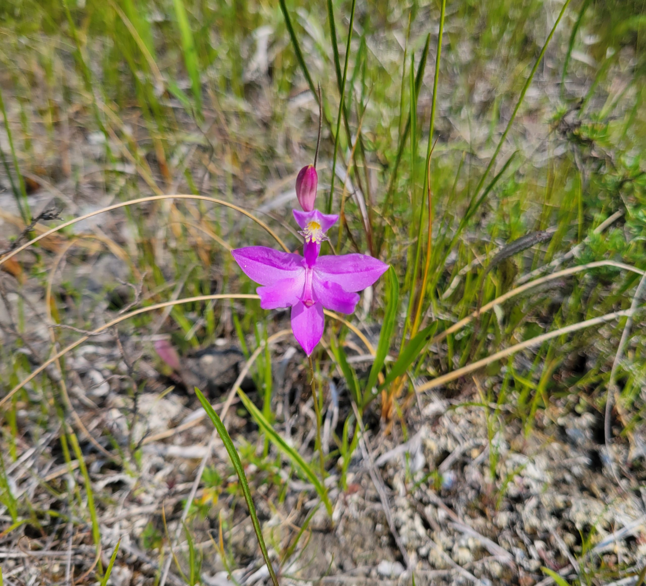 Field Notes 2023: Bergen Swamp | WNY PRISM