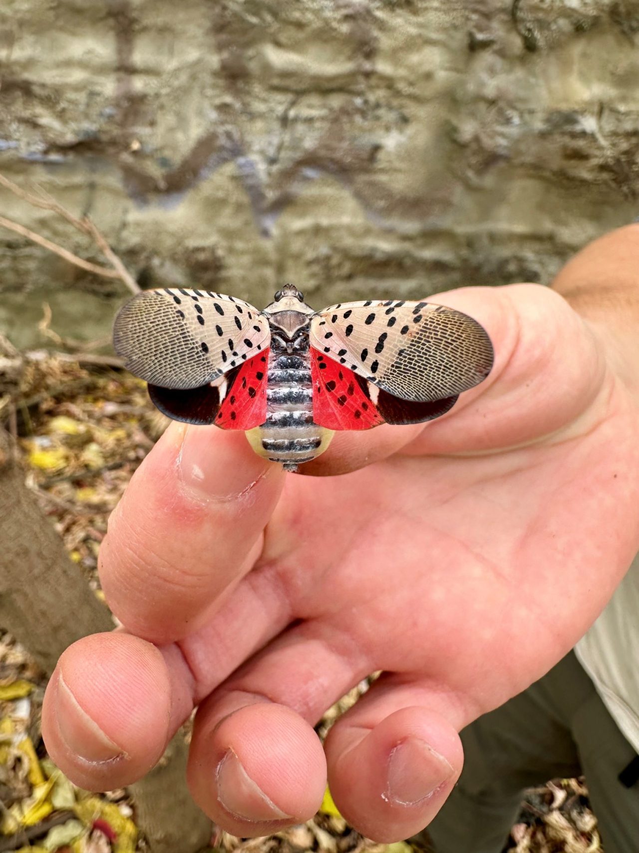 Spotted Lanternfly Monitoring Program | WNY PRISM